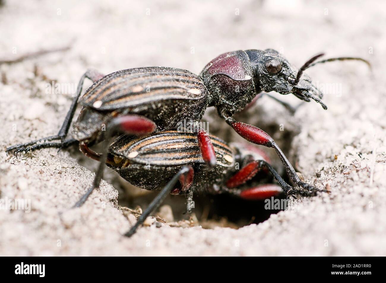 Ten-spotted Ground Beetles (Thermophilium decemguttatum) mating ...