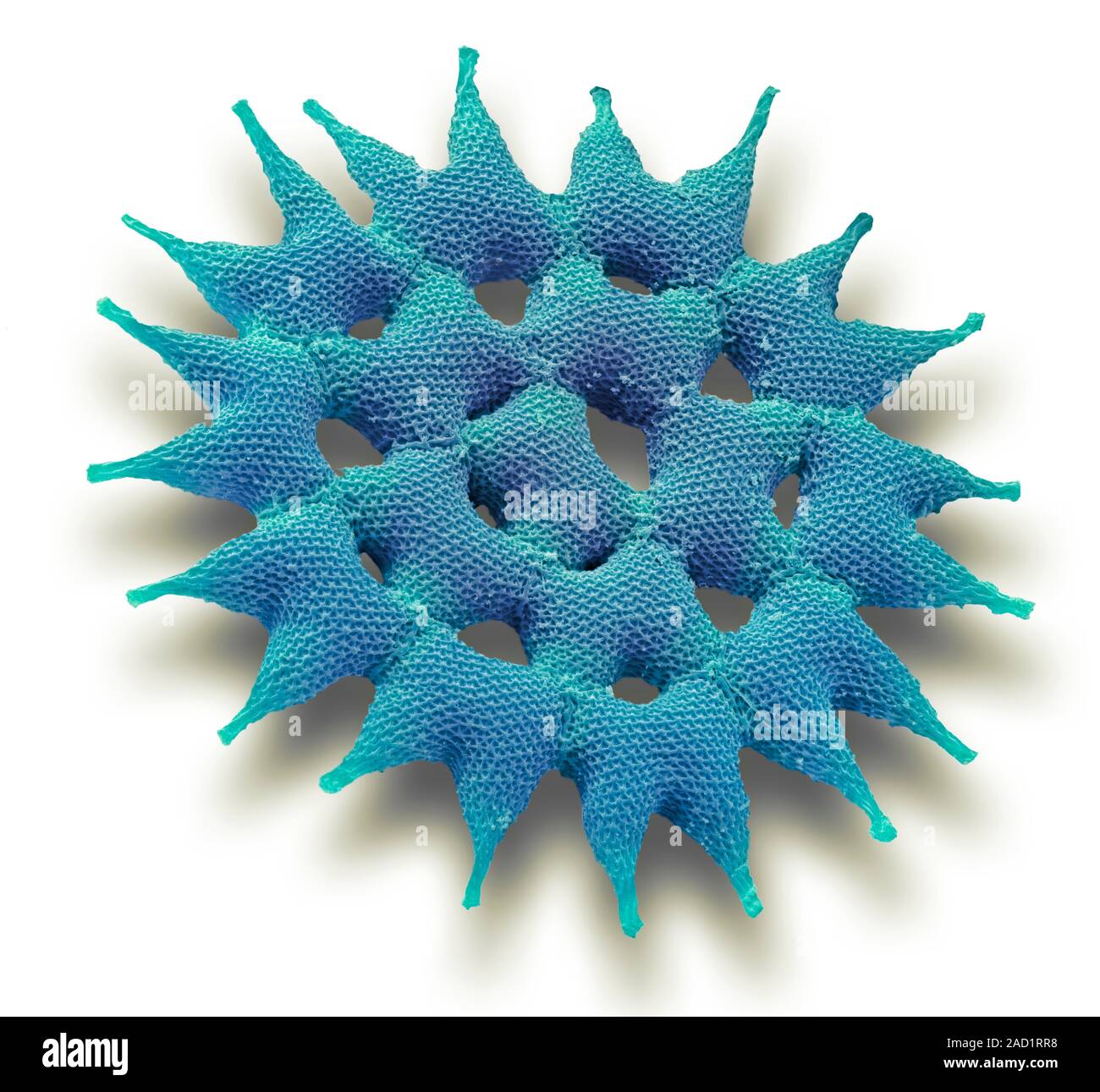 Pediastrum alga. Coloured scanning electron micrograph (SEM) of the ... Pediastrum alga. Coloured scanning electron micrograph (SEM) of the ...