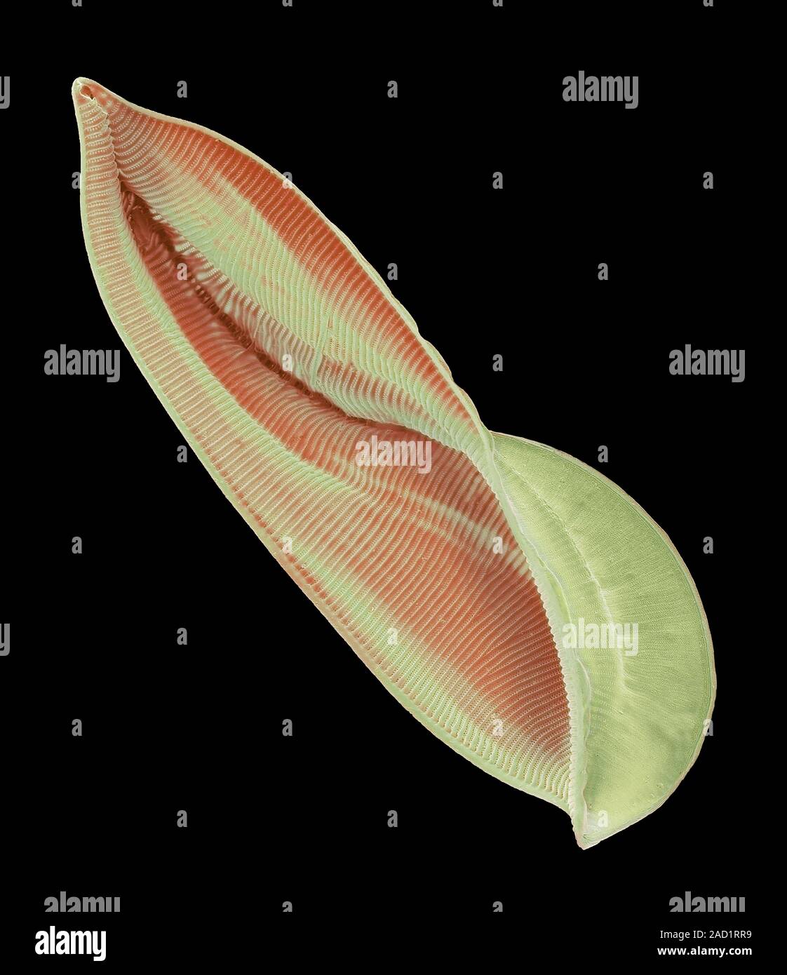 Amphiprora diatom. Coloured scanning electron micrograph (SEM) of a ...