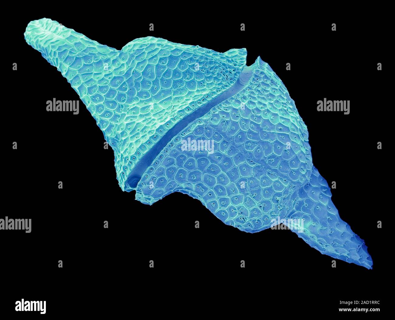 Dinoflagellate protozoan. Coloured scanning electron micrograph (SEM ...