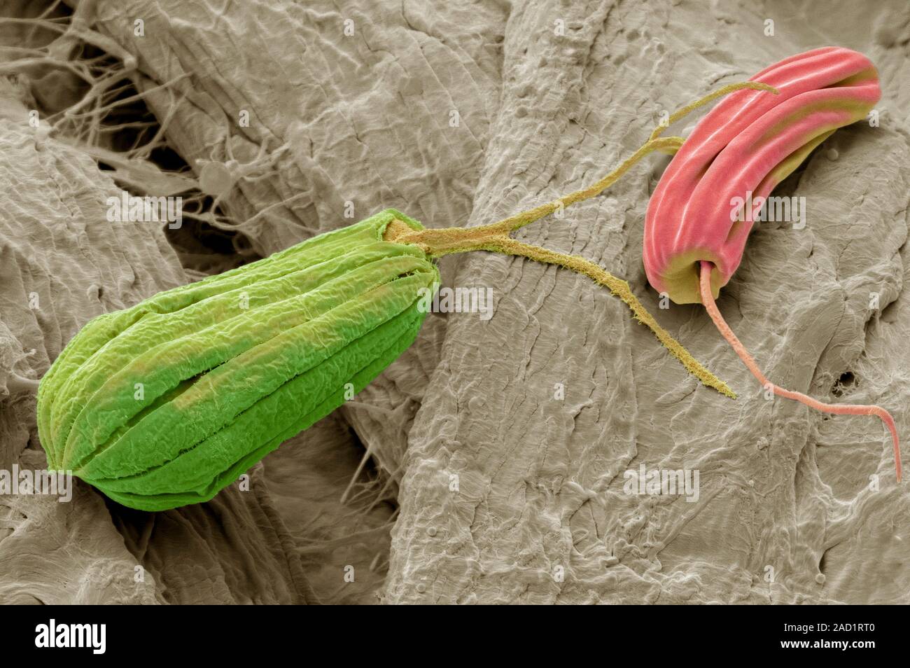 Flagellate protozoa, coloured scanning electron micrograph (SEM). These ...