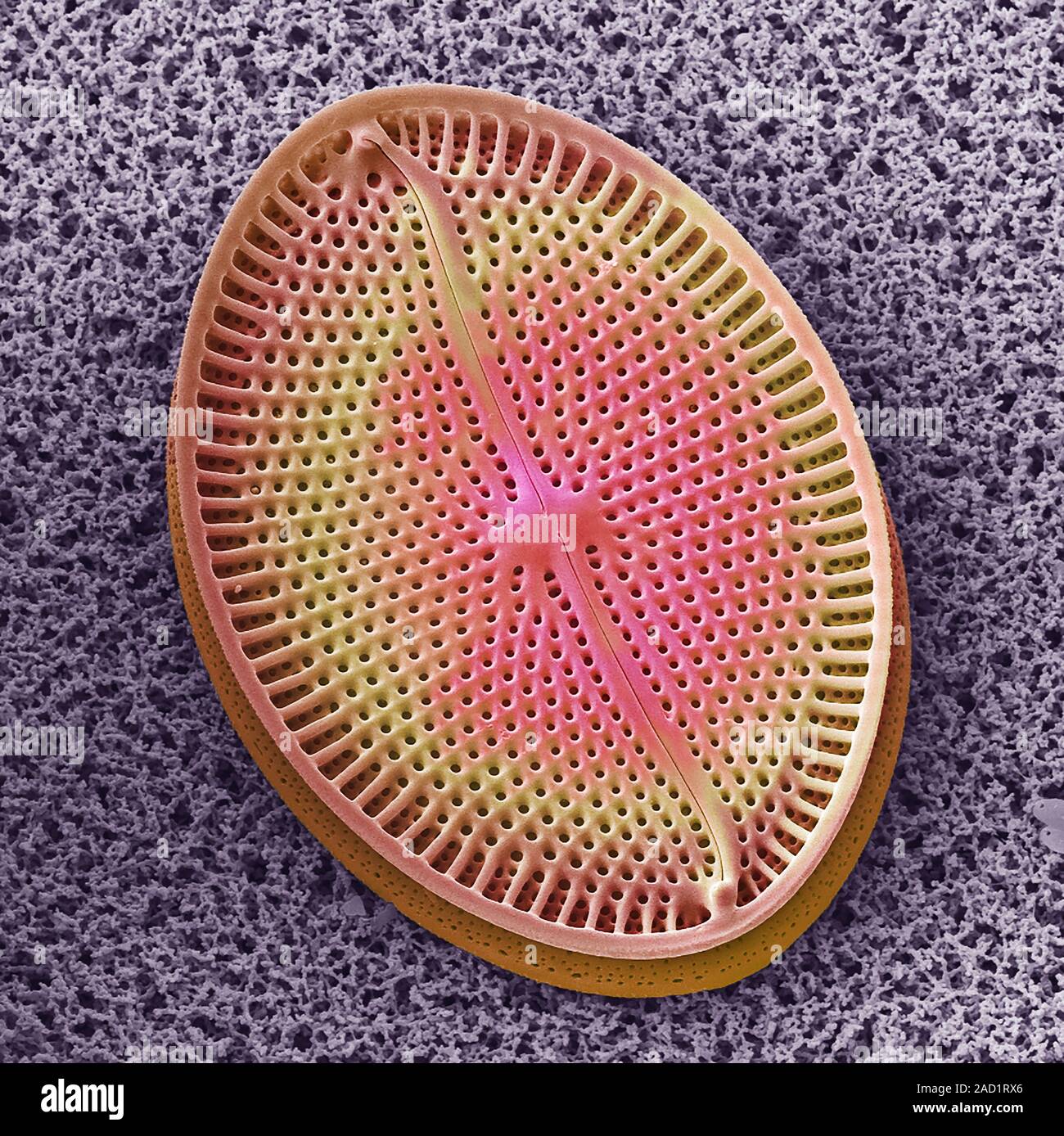 Navicula diatom. Coloured scanning electron micrograph (SEM, image ...