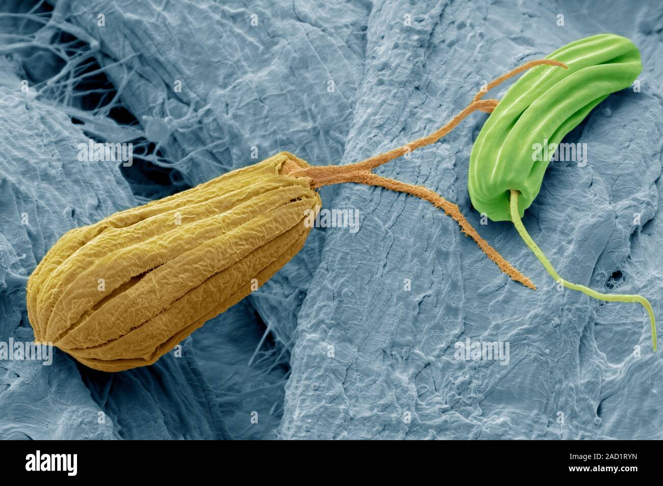 Flagellate protozoa, coloured scanning electron micrograph (SEM). These ...