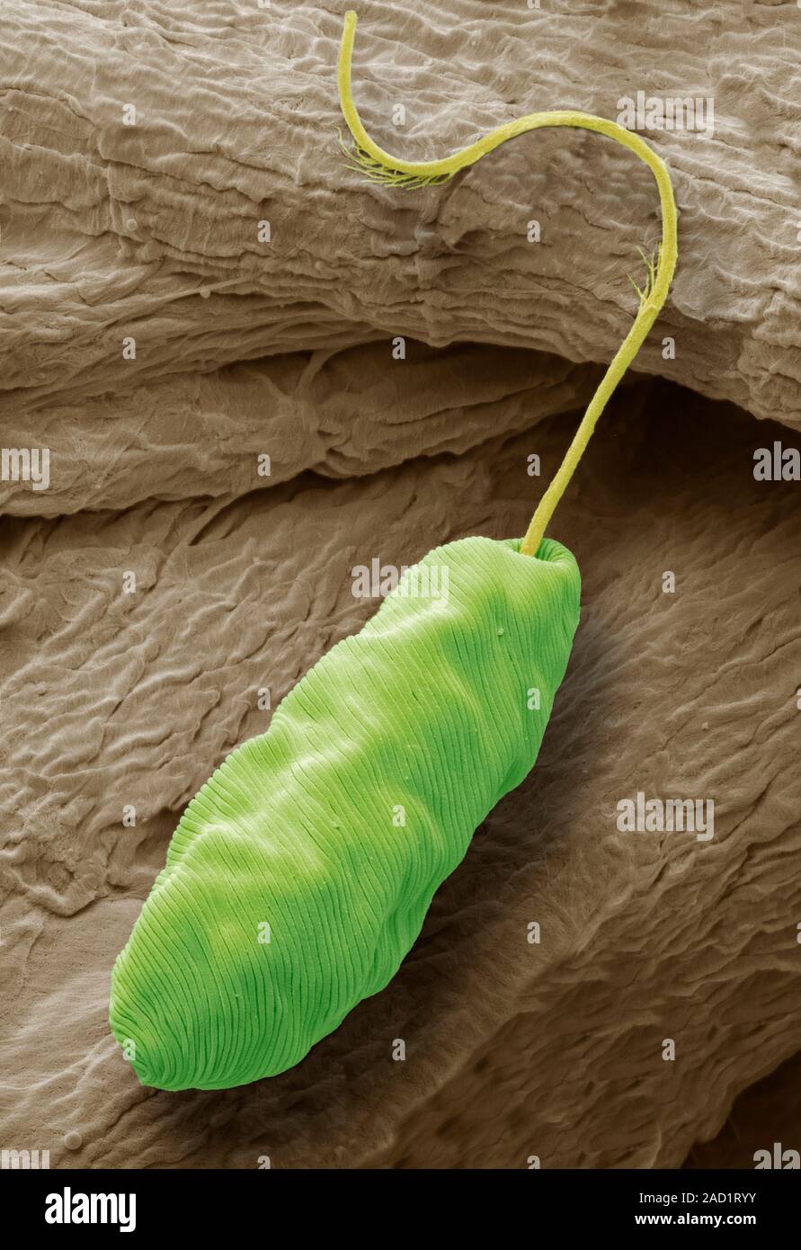 Euglena flagellate protozoan. Coloured scanning electron micrograph ... Euglena flagellate protozoan. Coloured scanning electron micrograph ...
