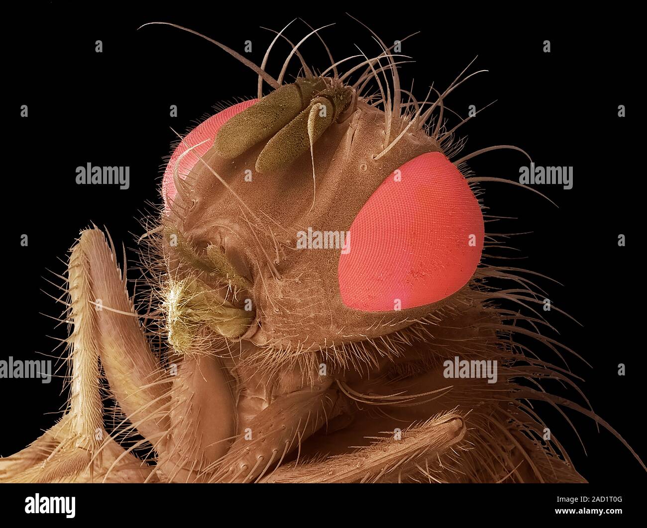 Housefly. Coloured scanning electron micrograph (SEM, image capture by ...