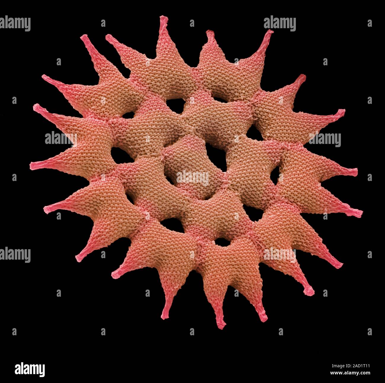 Pediastrum alga. Coloured scanning electron micrograph (SEM) of the ...