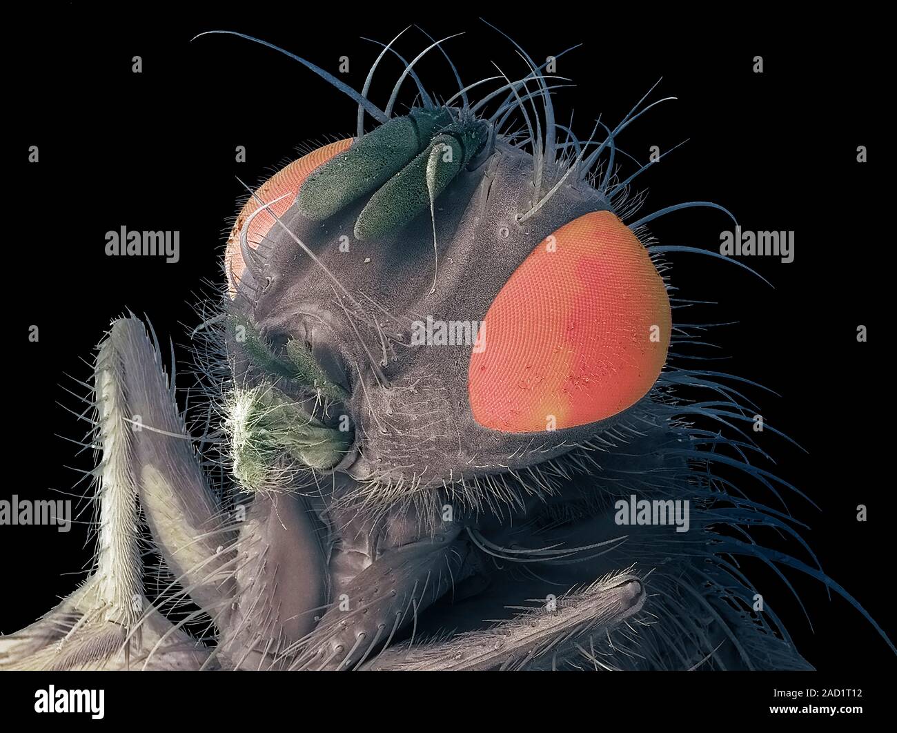 Housefly. Coloured scanning electron micrograph (SEM, image capture by ...