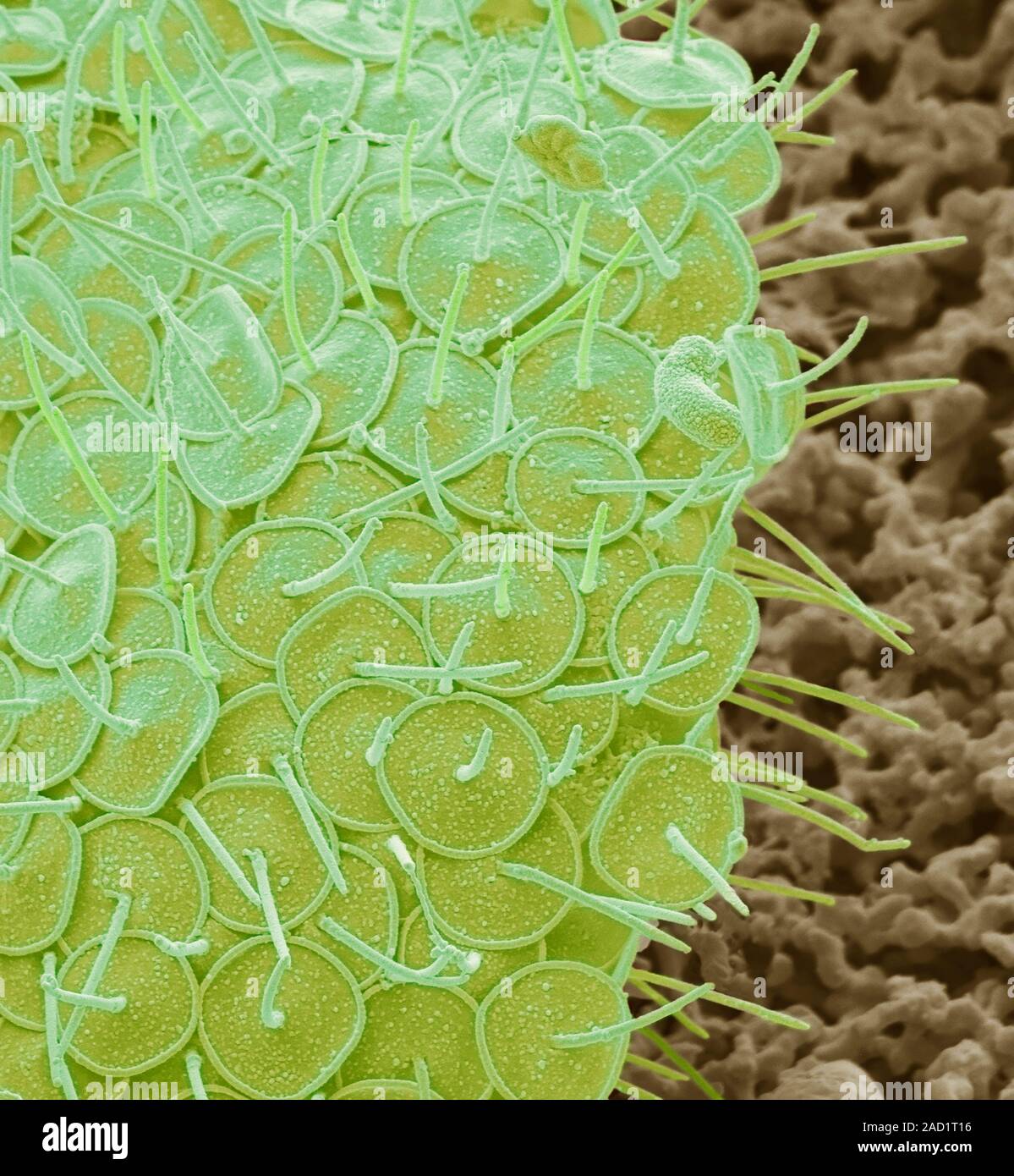Heliozoan. Coloured scanning electron micrograph (SEM) of detai from a ...