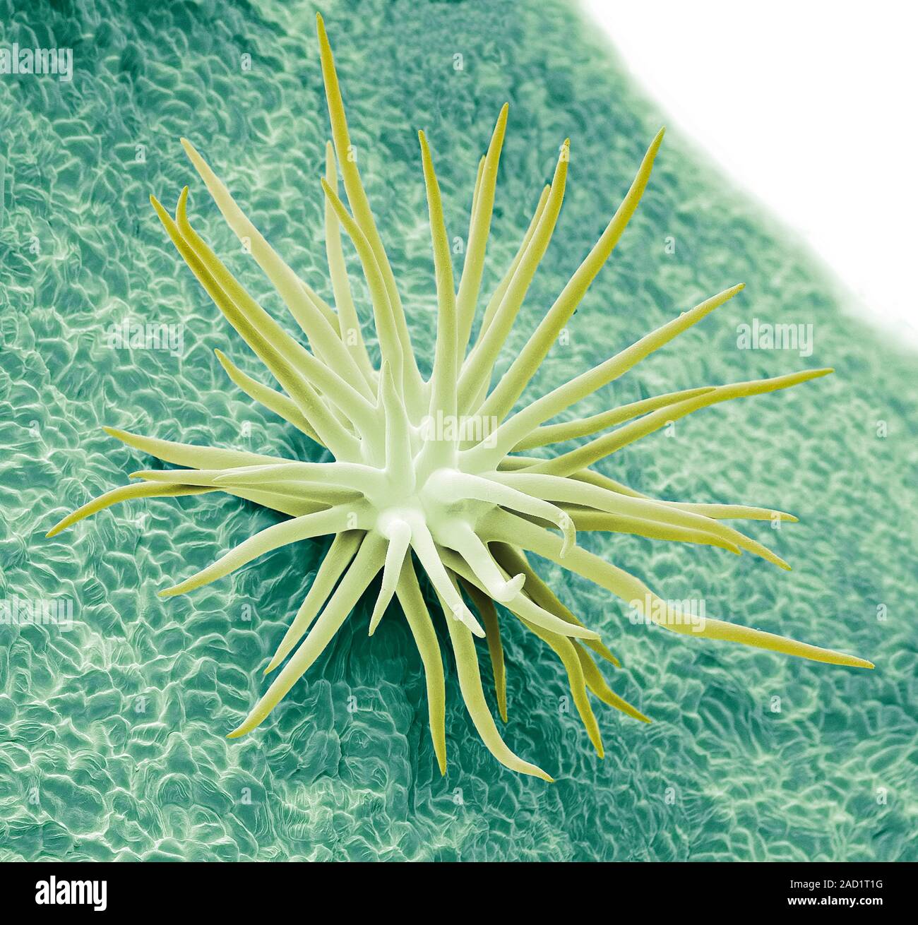 Trichome. Scanning electron micrograph of a trichrome from a ...