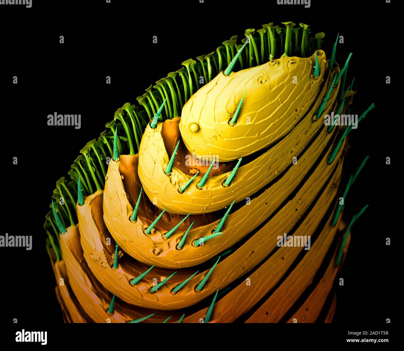 Flea antennae. Coloured backscattered scanning electron micrograph (SEM ...