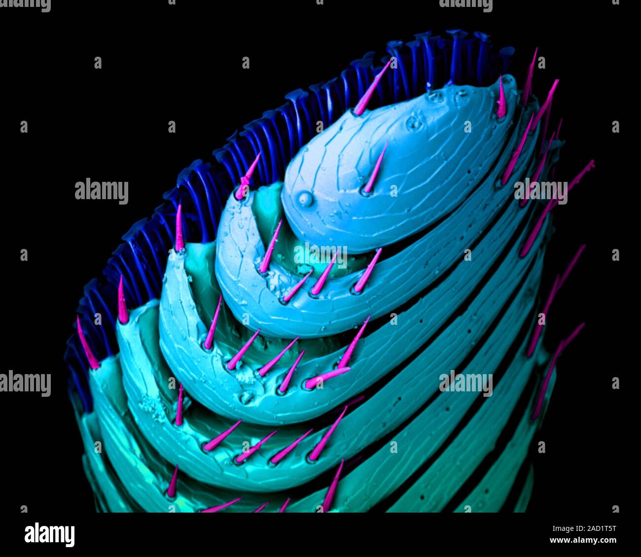 Flea antennae. Coloured backscattered scanning electron micrograph (SEM ...