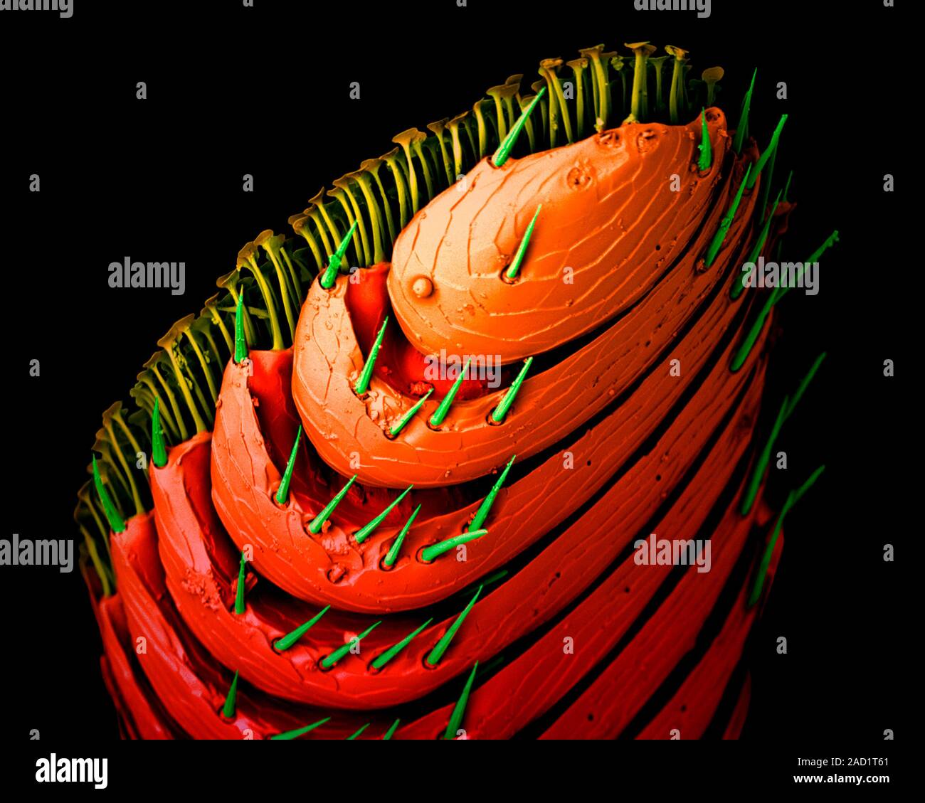 Flea antennae. Coloured backscattered scanning electron micrograph (SEM ...