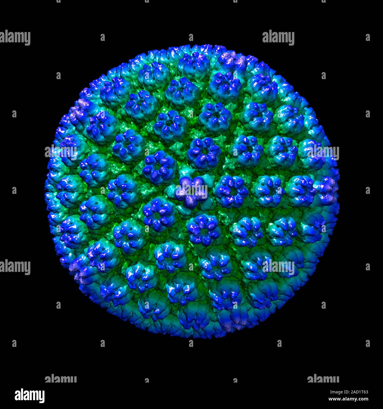 Human cytomegalovirus. Computer illustration showing the structure of ...