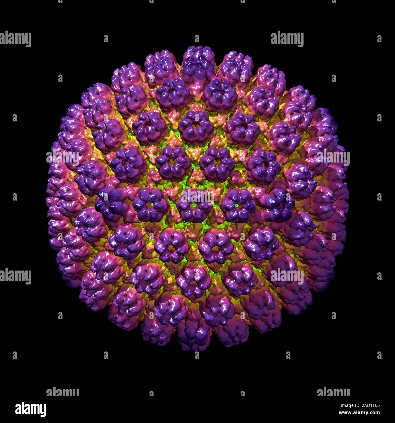 Human cytomegalovirus. Computer illustration showing the structure of ...