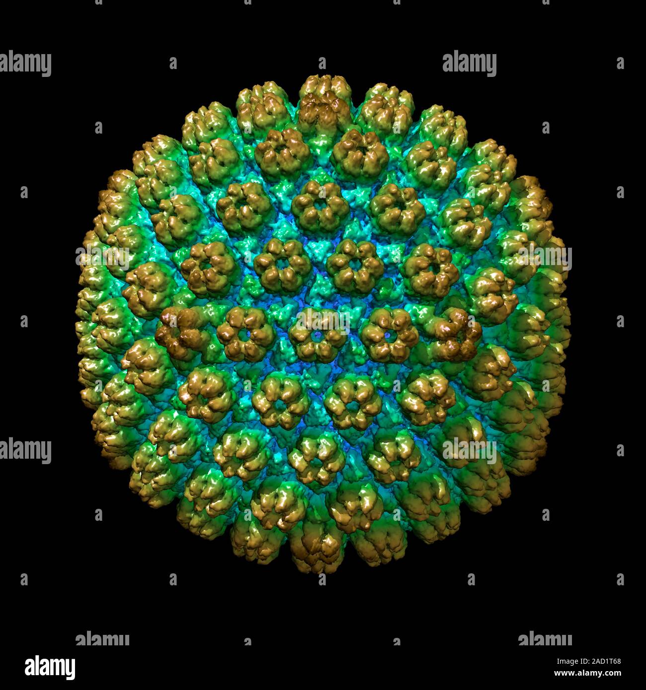 Human cytomegalovirus. Computer illustration showing the structure of ...