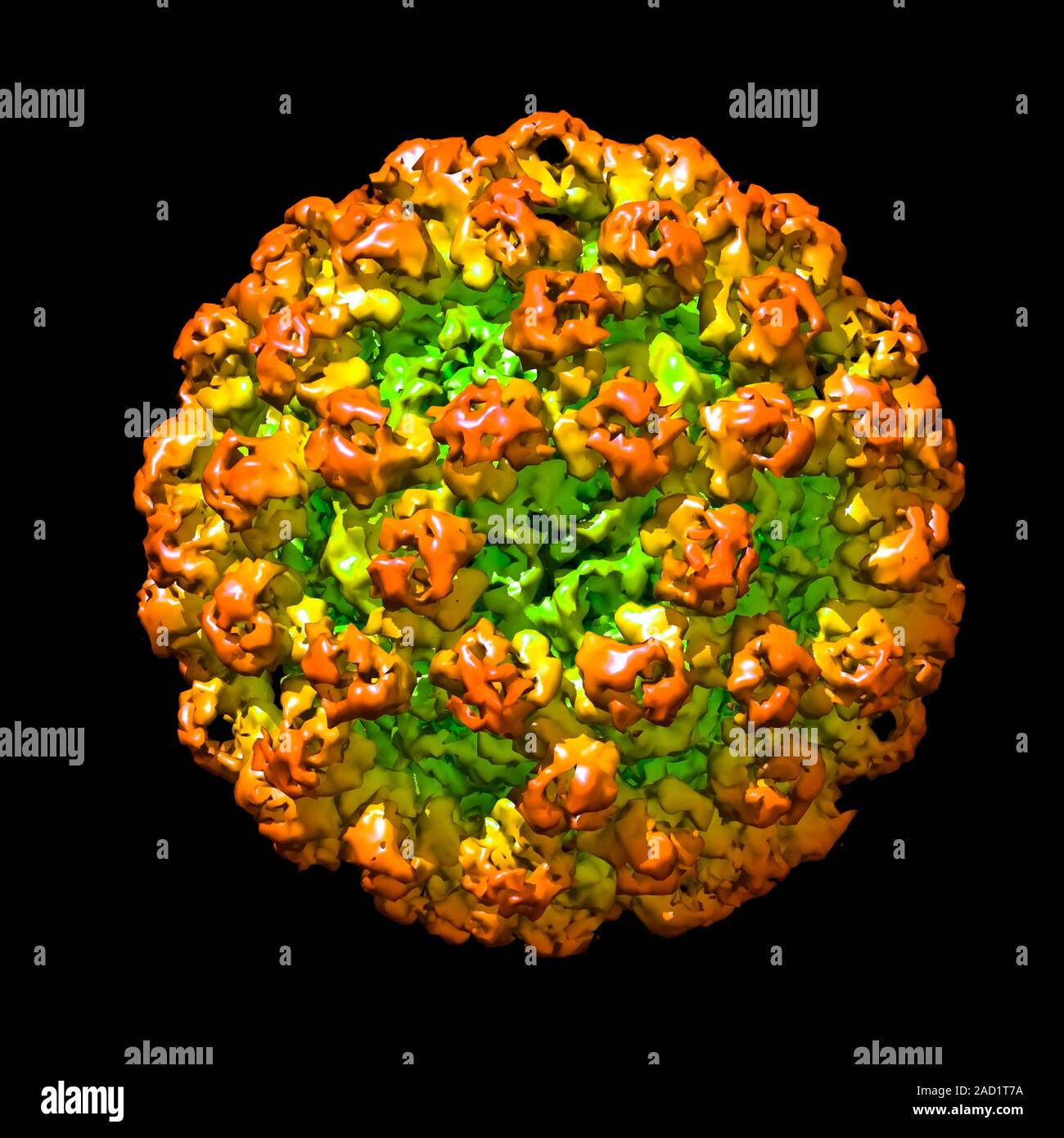 Norovirus particle. Computer illustration showing the structure of the ...