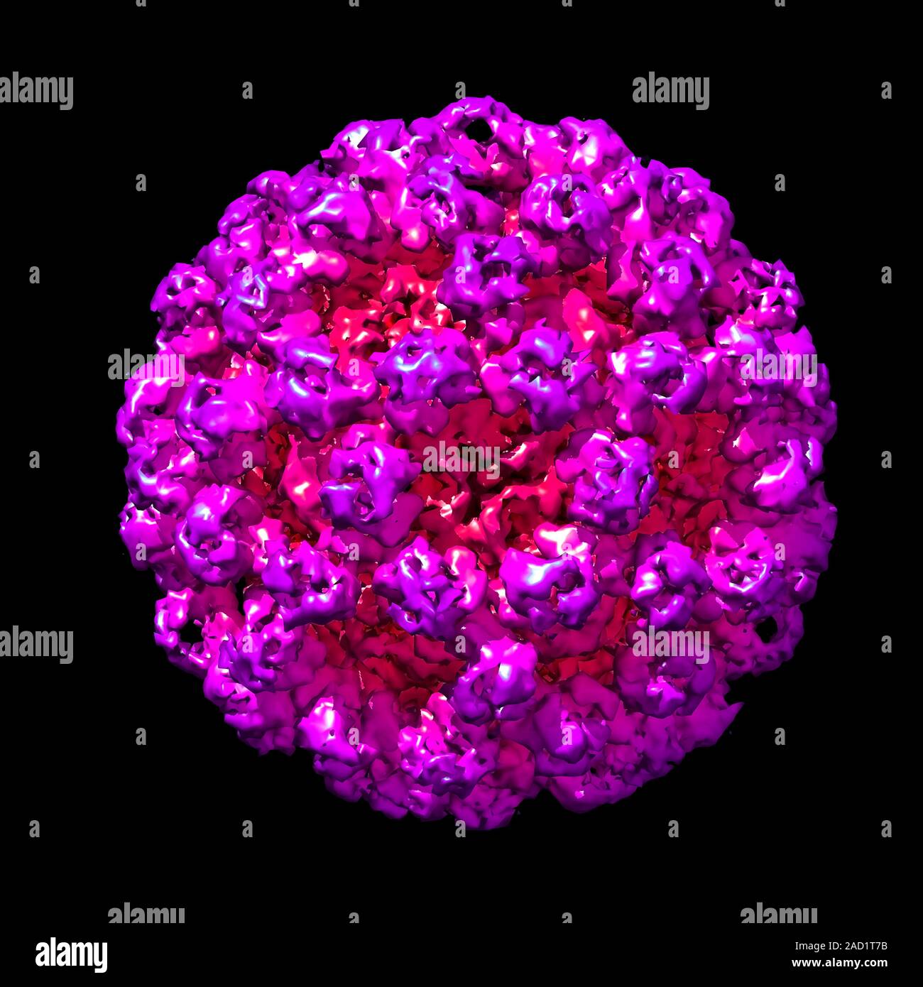 Norovirus particle. Computer illustration showing the structure of the ...