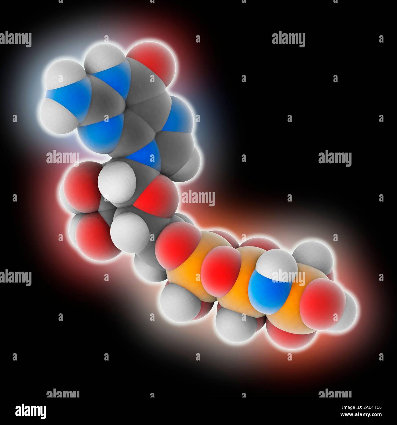 5'-guanylyl imidodiphosphate. Molecular model of the purine nucleotide ...