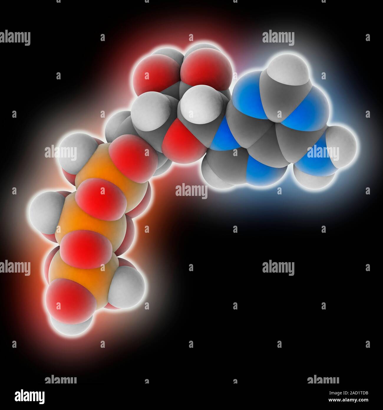 Adenosine triphosphate. Molecular model of the coenzyme adenosine ...