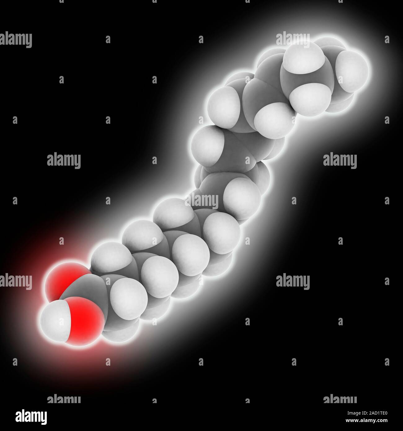 alpha-Linolenic acid. Molecular model of the omega-3 fatty acid known ...