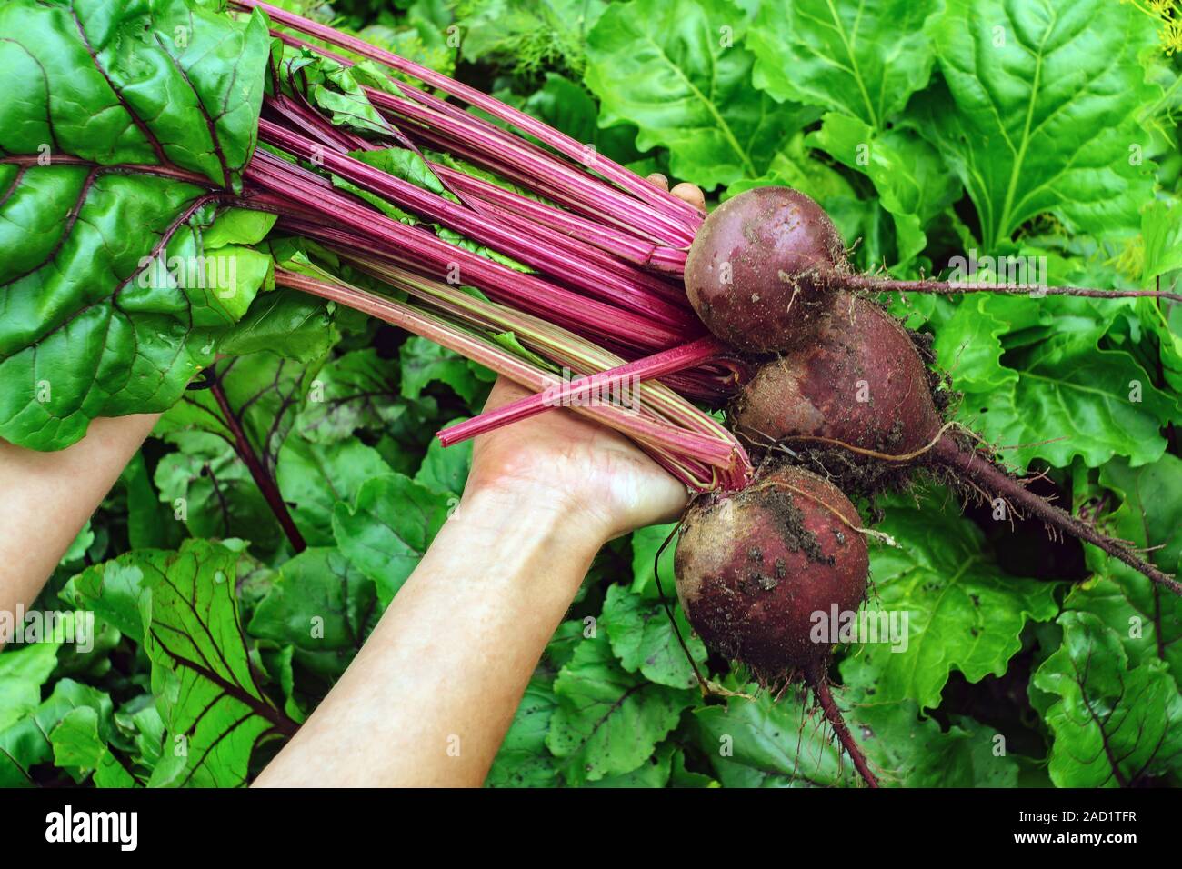 harvesting beets holding organic food. farming ripe vegetables Stock ...
