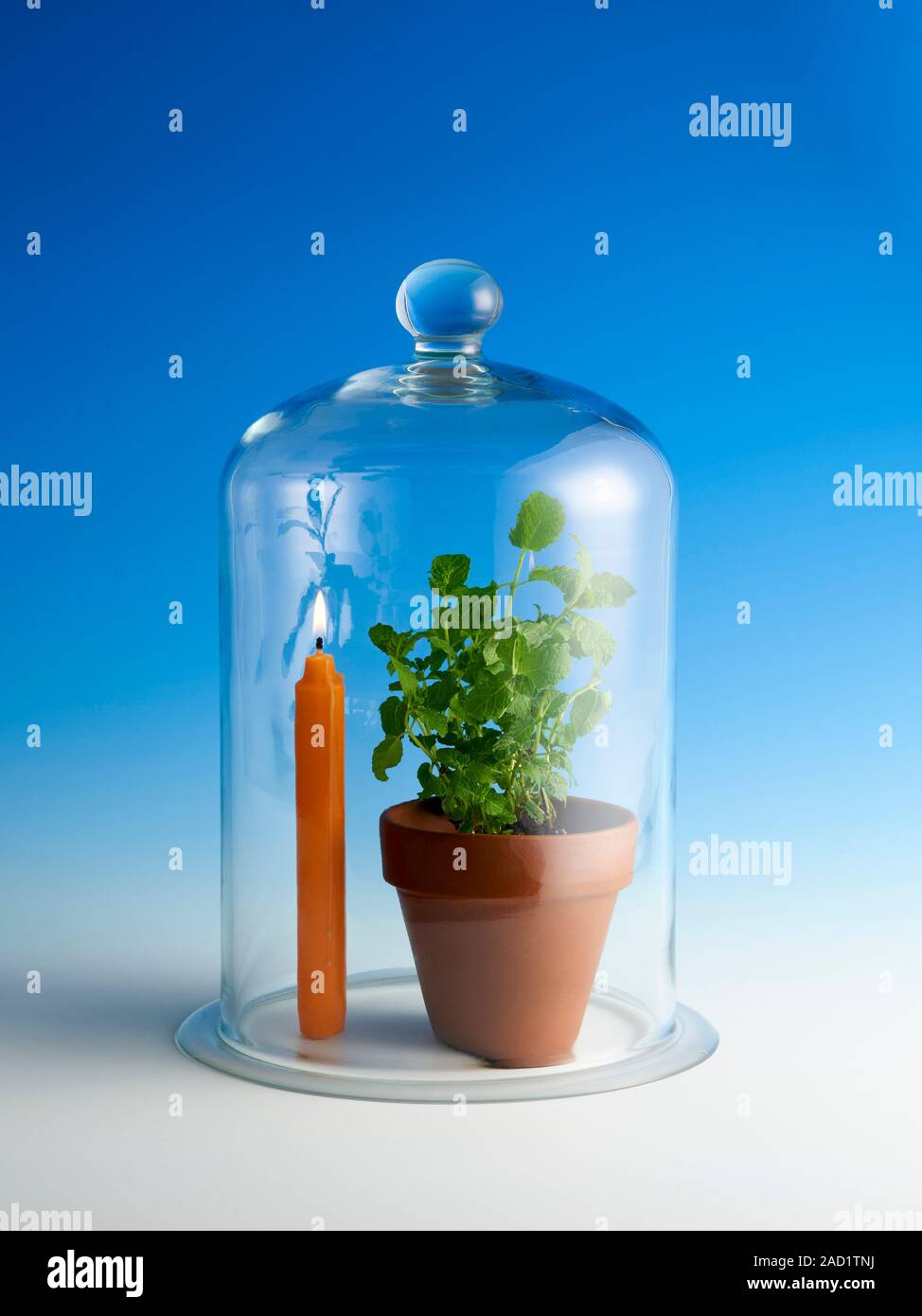 Experimento De Joseph Priestley Experiencia De Prestley | Ejercicios