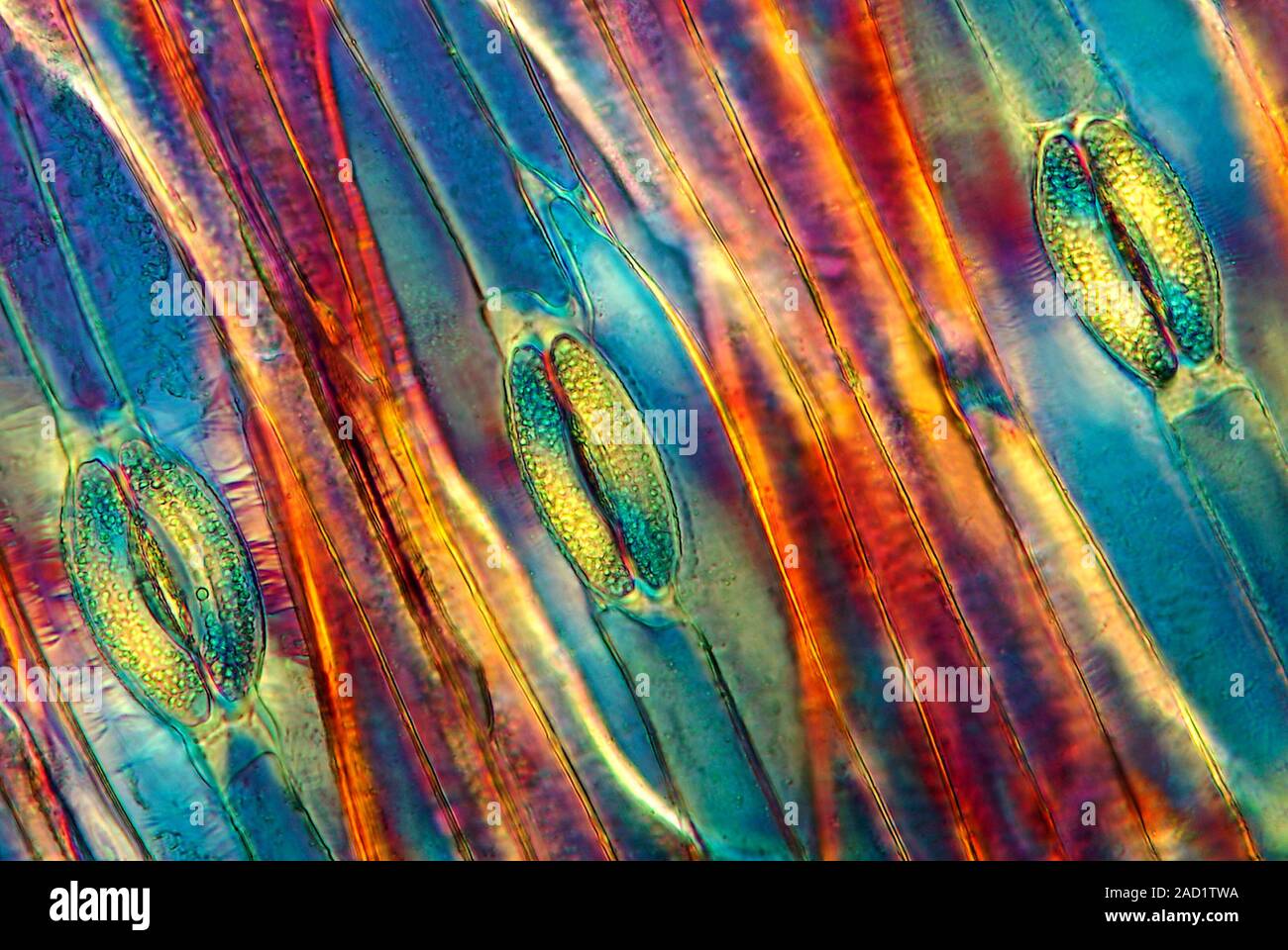 Polarised light micrograph of tissue from a tulip (Tulipa sp.) showing ...