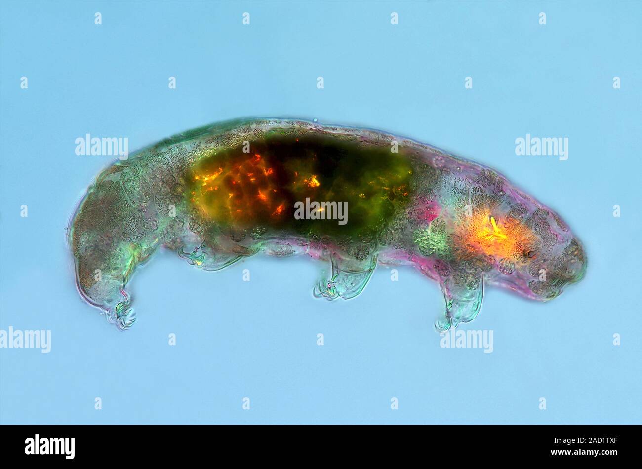 Tardigrade. Polarised light micrograph of a tardigrade (water bear ...