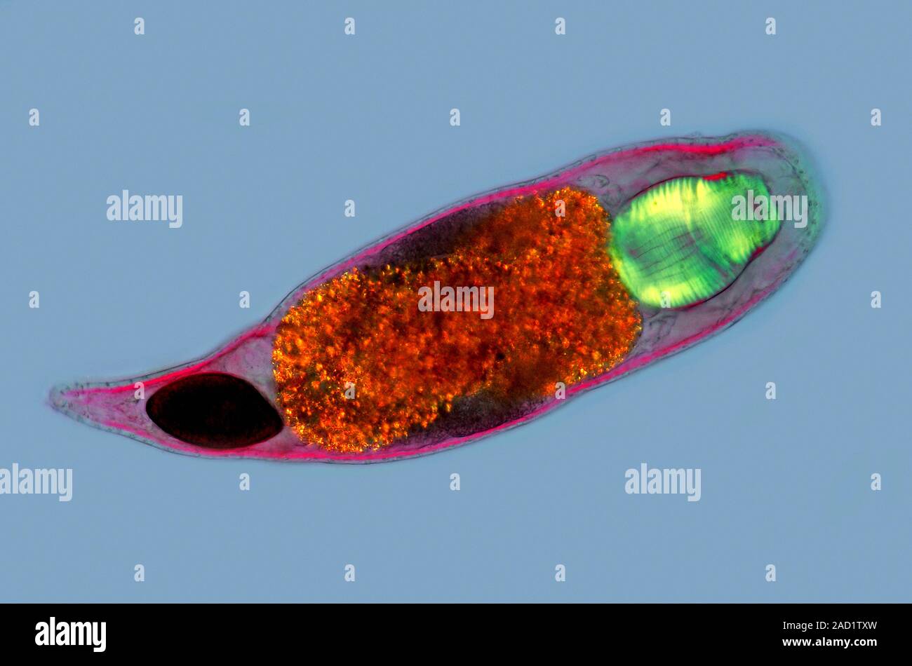 Turbellaria flatworm. Polarised light micrograph of two flatworms ...