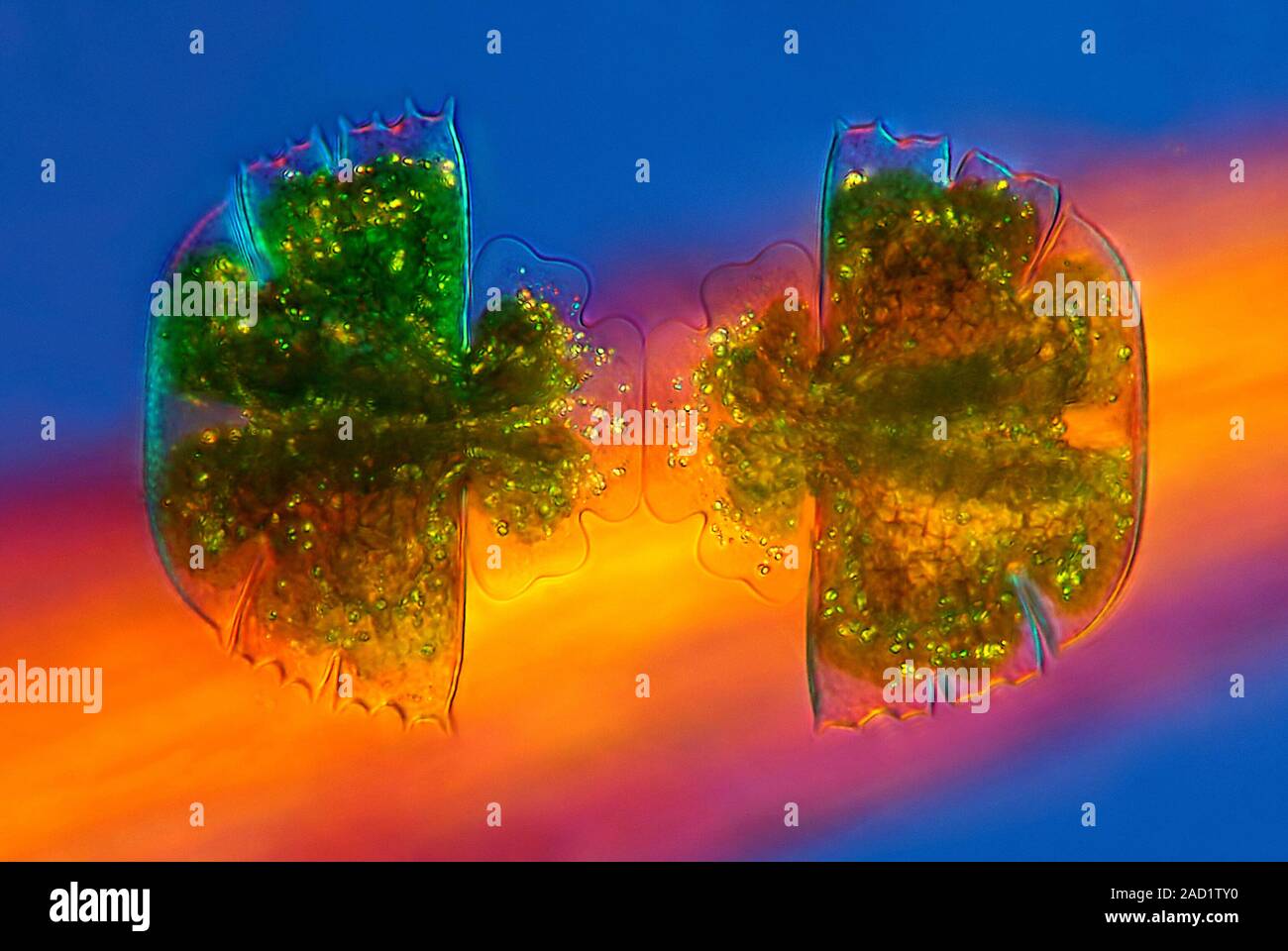 Desmid dividing. Polarised light micrograph of a Micrasterias truncata ...