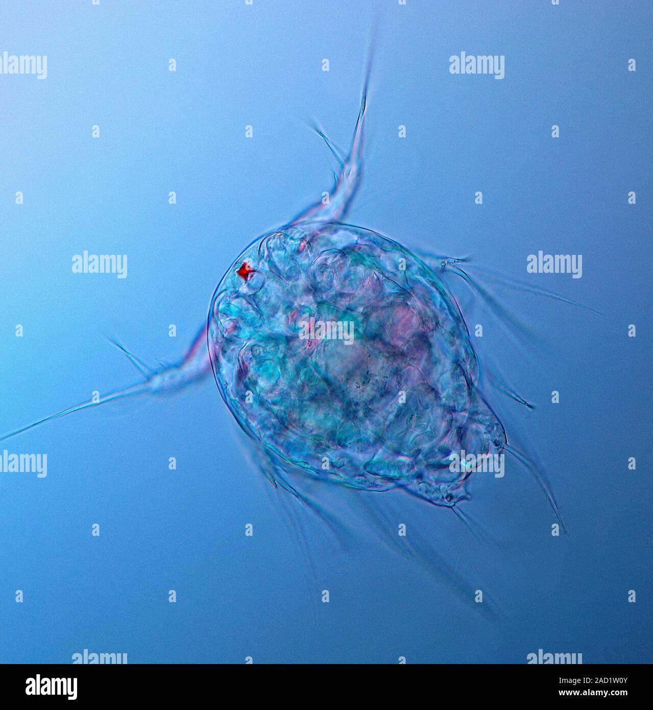 Copepod larva. Polarised light micrograph of a nauplius larva. A ...