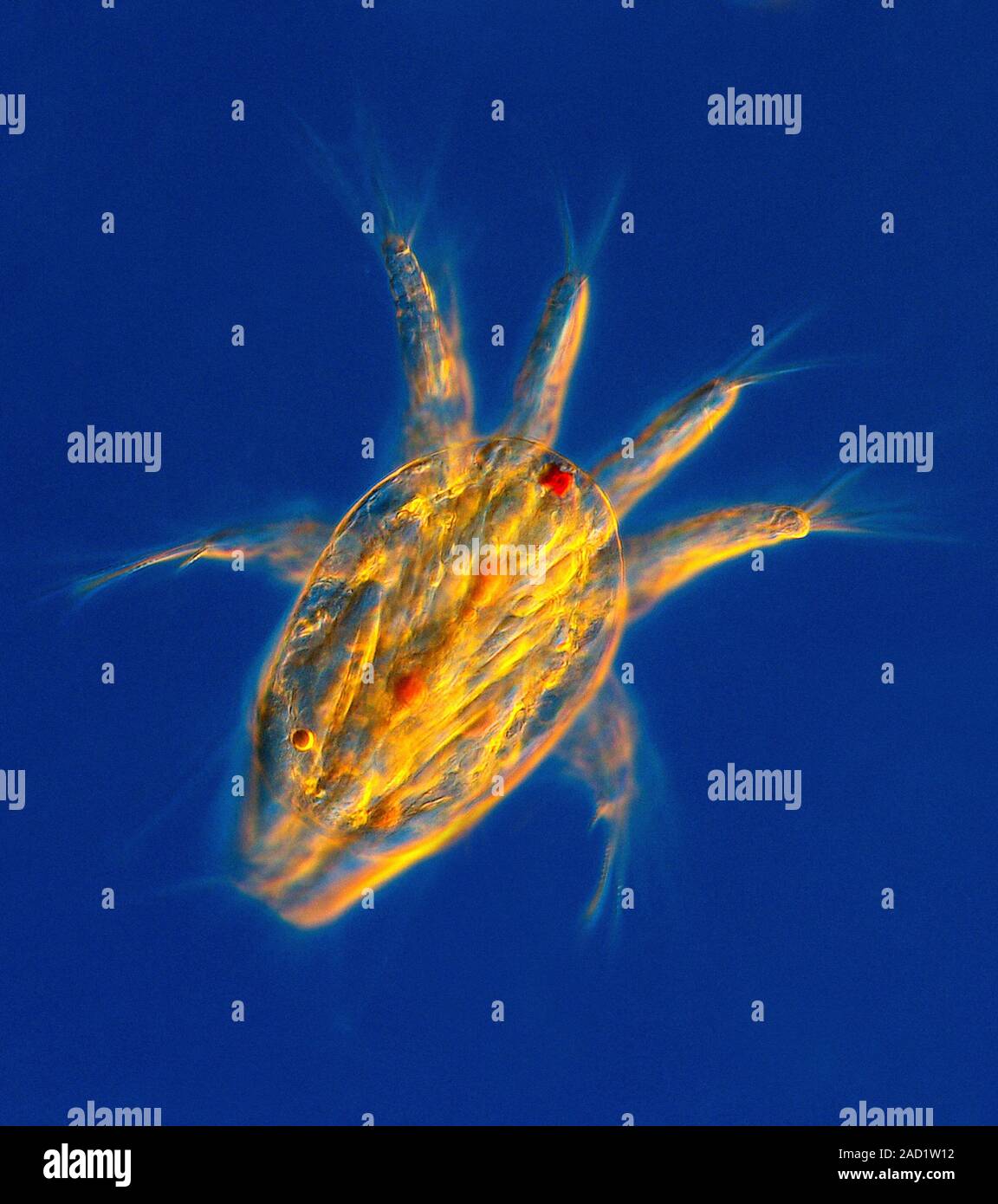 Copepod larva. Rheinberg illuminated light micrograph of a nauplius ...