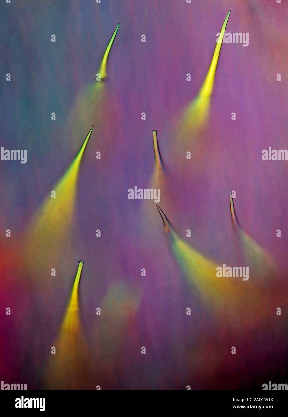 Nettle hairs. Polarised light micrograph of the stinging hairs ...