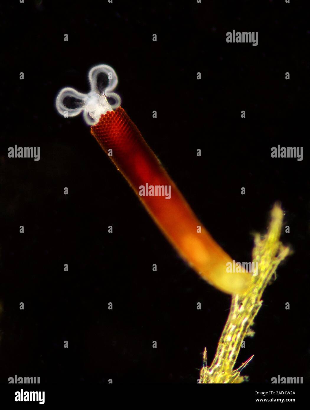 Floscularia rotifer. Darkfield illuminated light micrograph of a ...