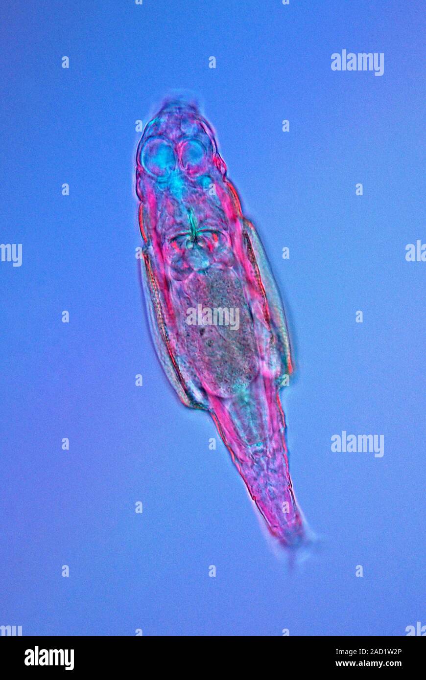Philodina rotifer. Polarised light micrograph of a Philodina sp ...