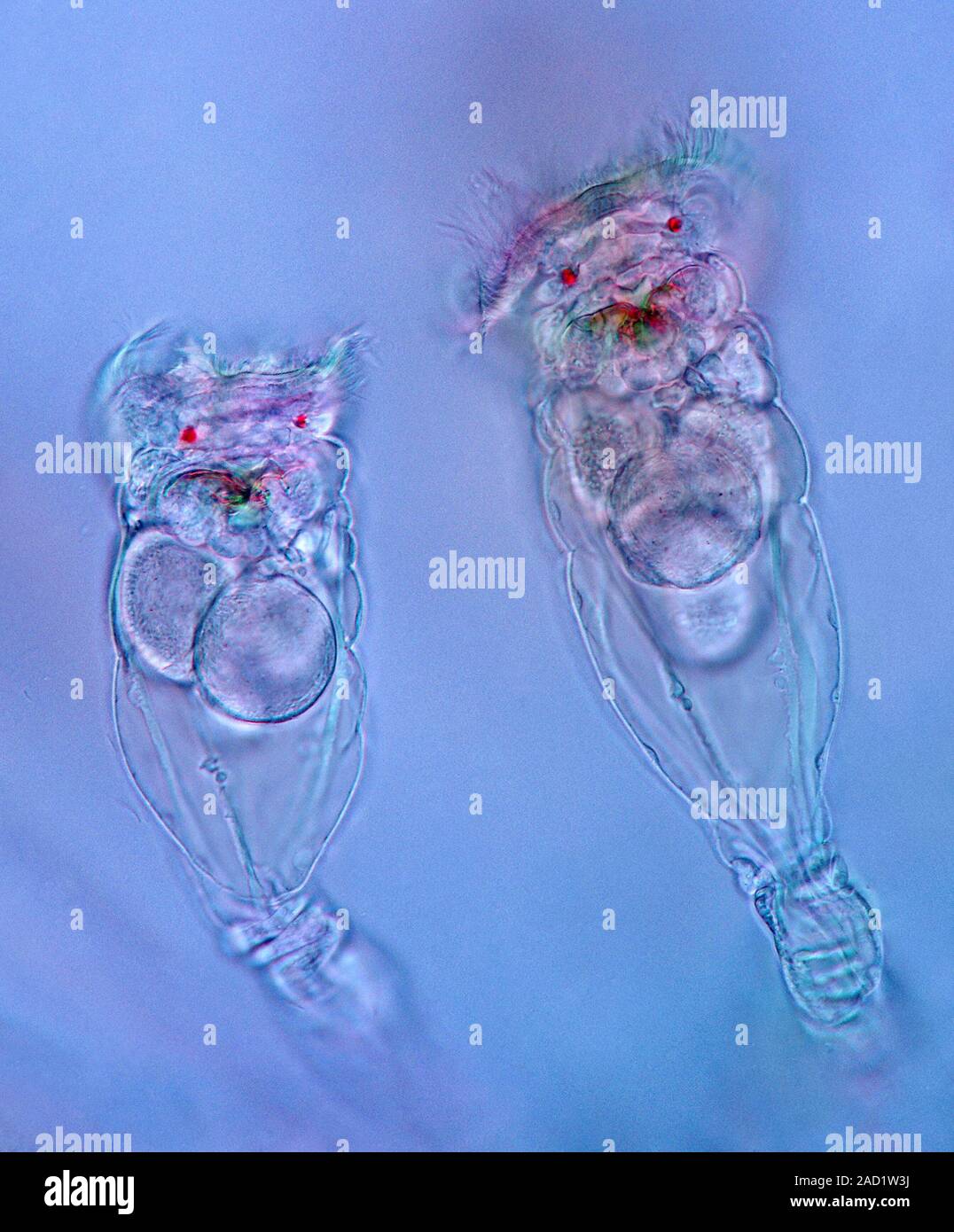 Conochilus rotifers. Polarised light micrograph of Conochilus sp ...