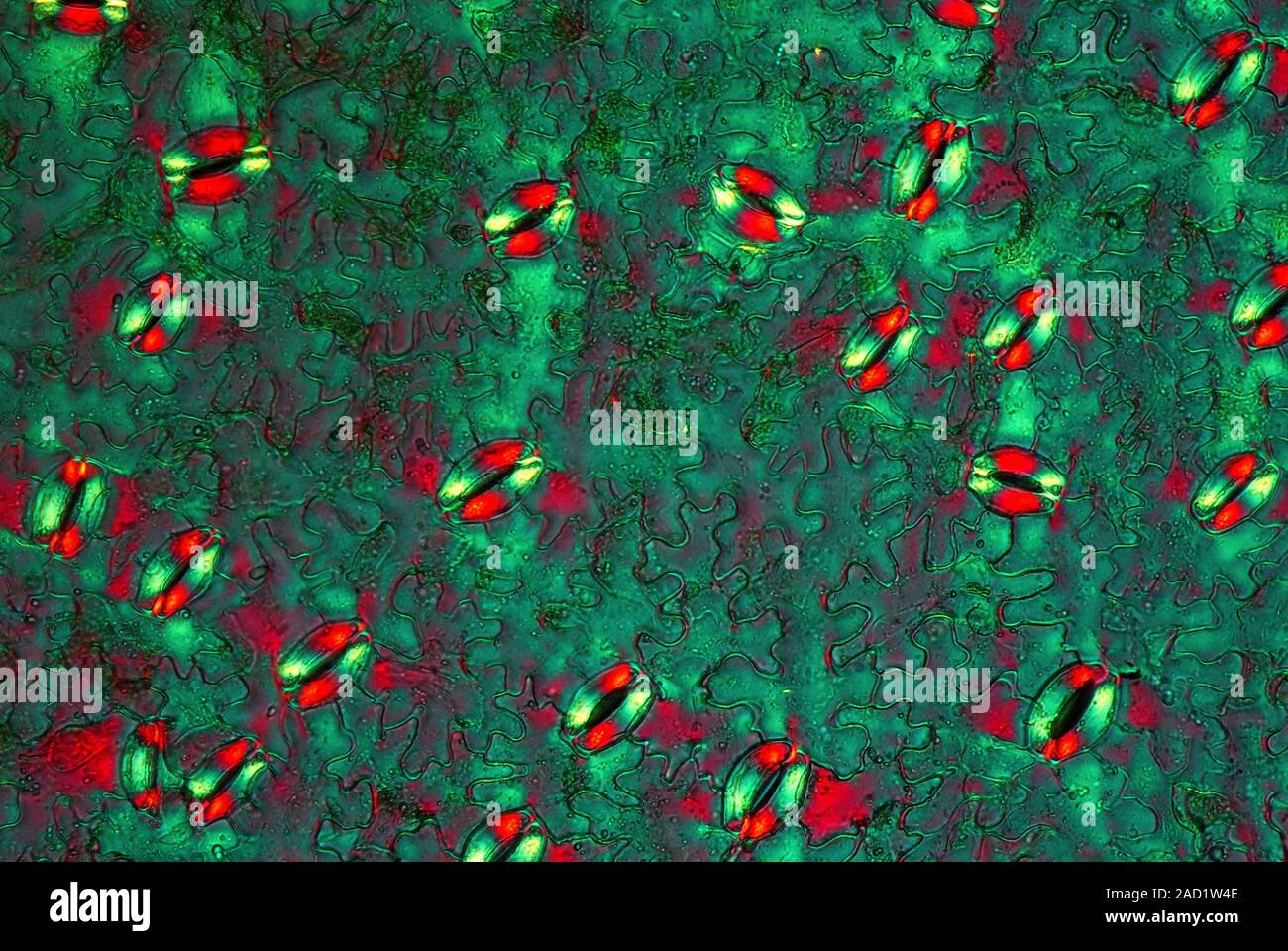 Peony stomata. Polarised light micrograph of tissue from a peony ...