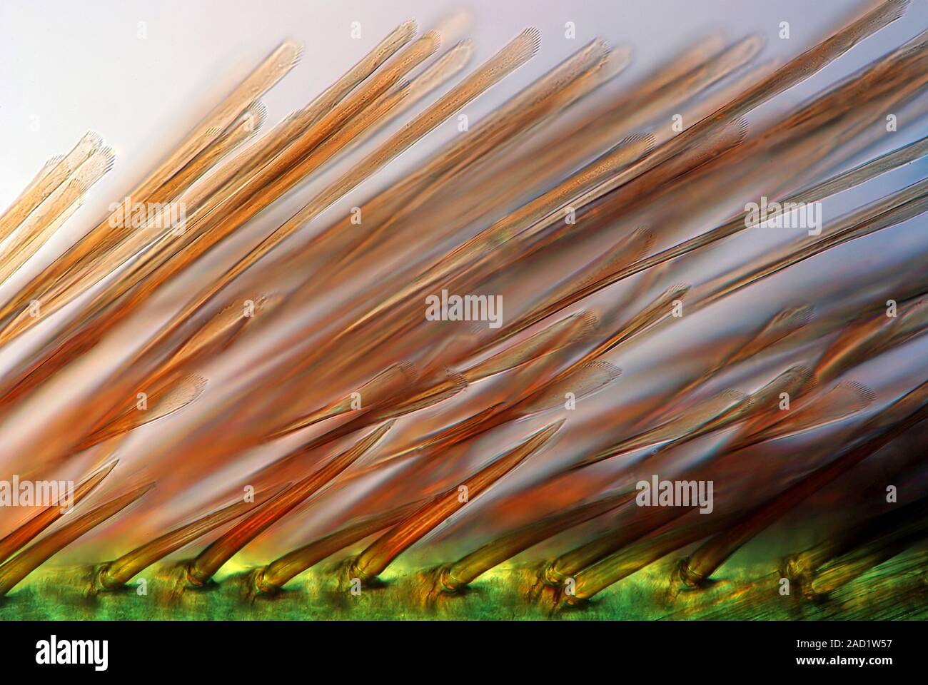 Water boatman leg. Polarised light micrograph of hairs on the leg of a ...