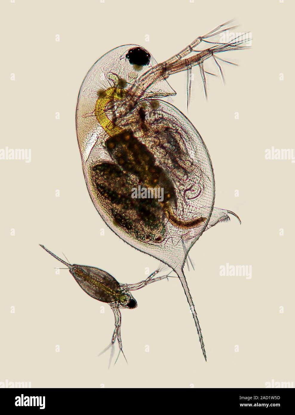 Water fleas. Polarised light micrograph of Daphnia sp. water fleas ...