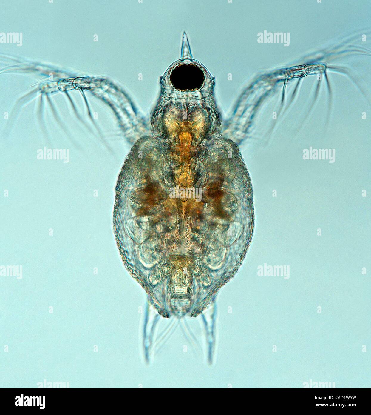 Water flea. Polarised light micrograph of a Daphnia sp. water flea (order Cladocera). Water ...