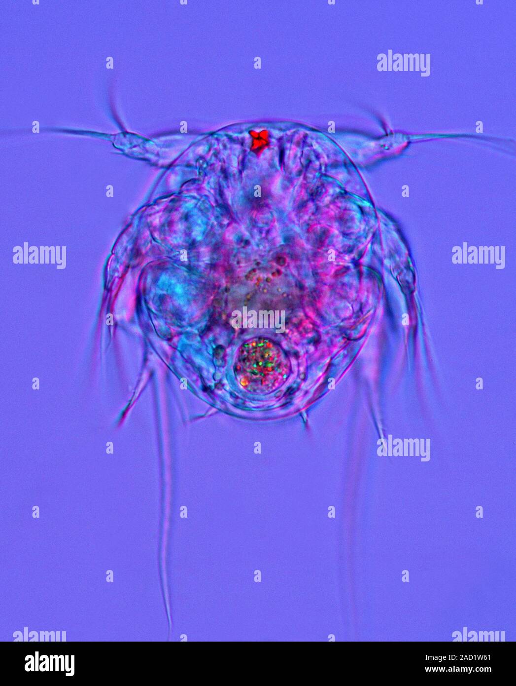 Copepod larva. Polarised light micrograph of a nauplius larva. A ...