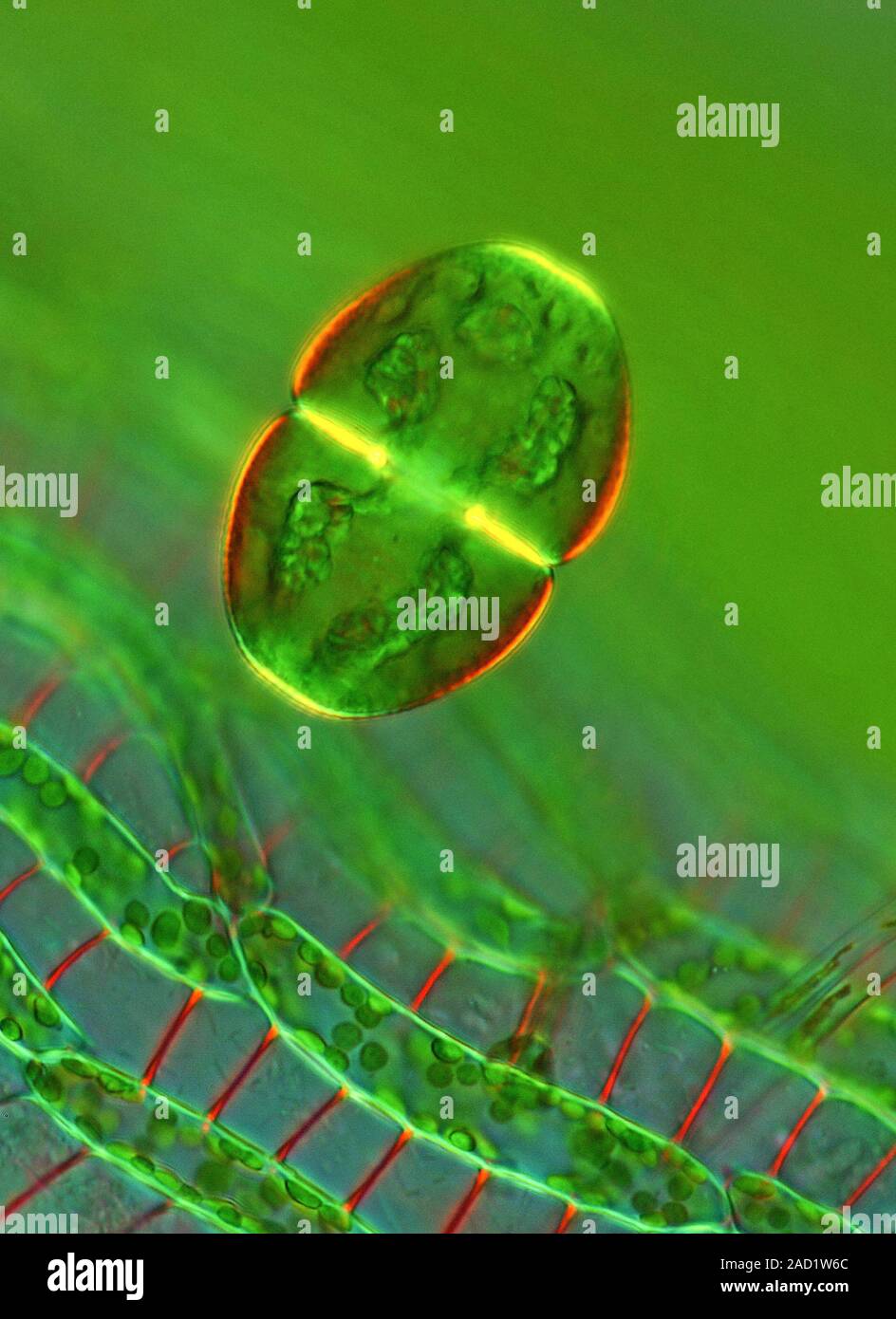 Cosmarium desmids. Polarised light micrograph of a Cosmarium sp. desmid ...