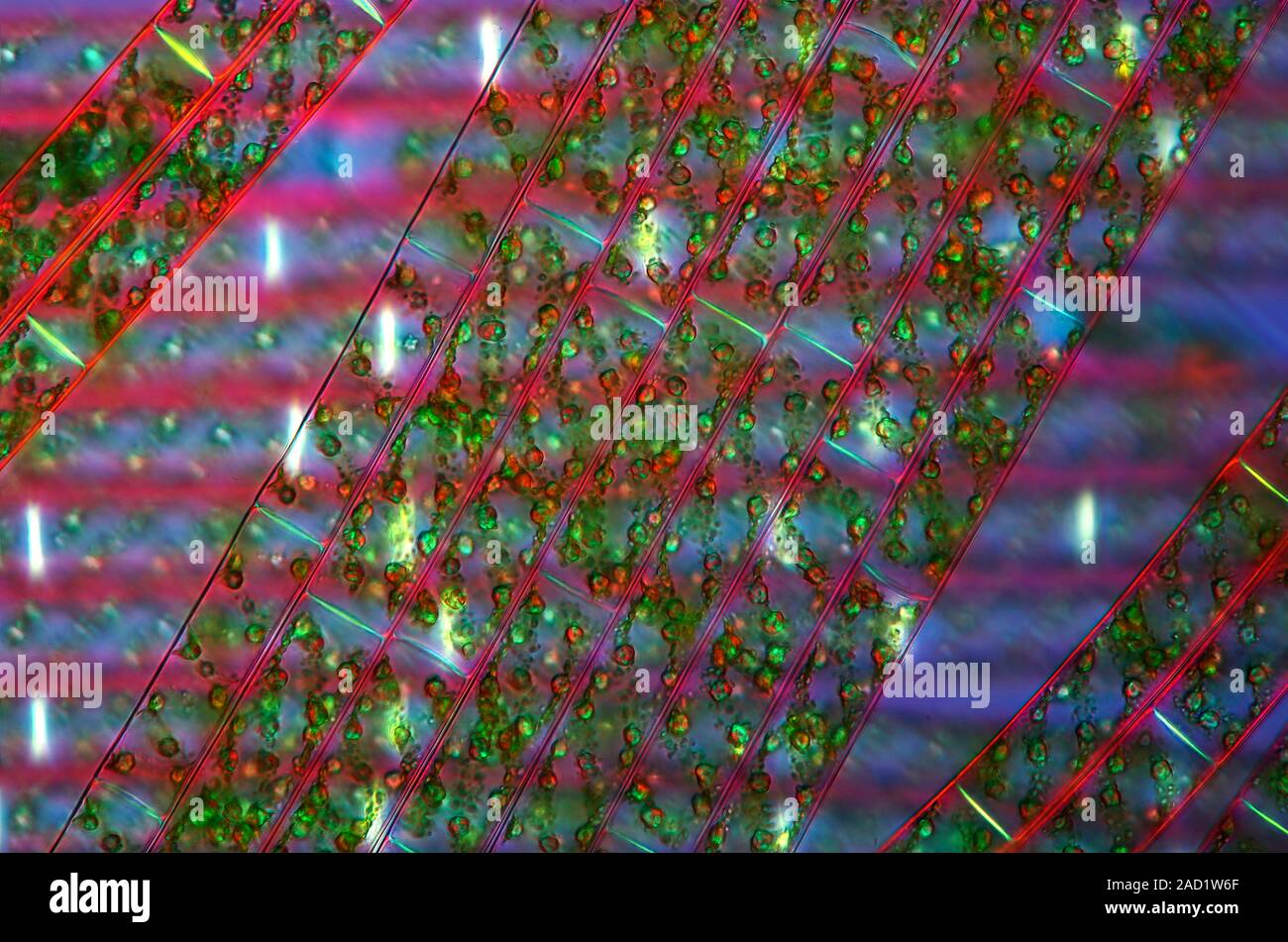 Spirogyra algae. Polarised light micrograph of Spirogyra sp. algae ...