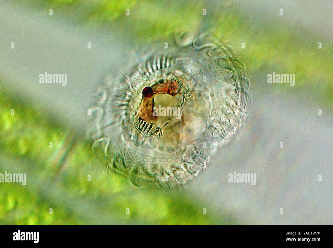 Microcodon rotifer. Polarised light micrograph of a Microcodon sp ...