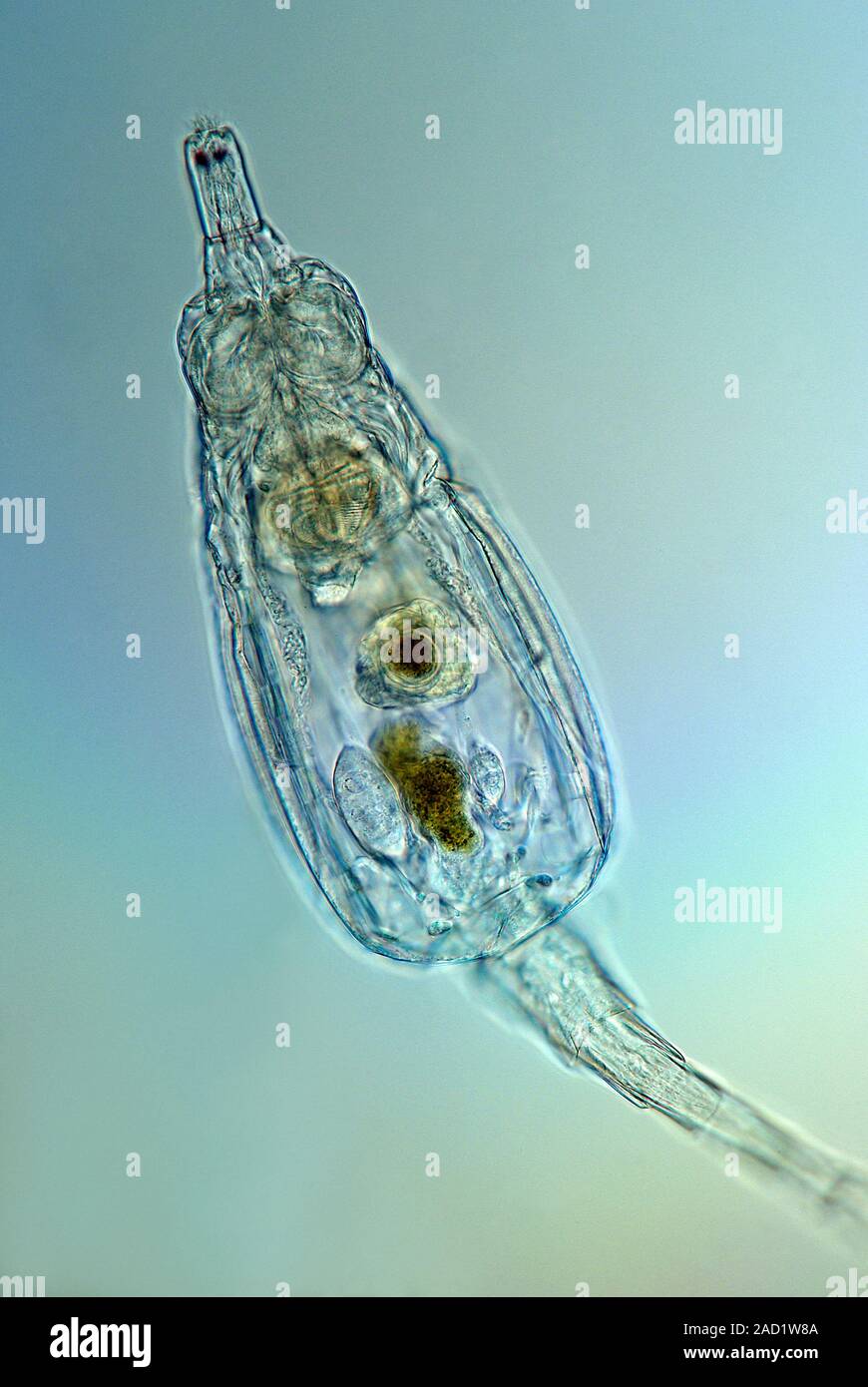 Rotaria rotifer. Polarised light micrograph of a Rotaria sp. rotifer ...
