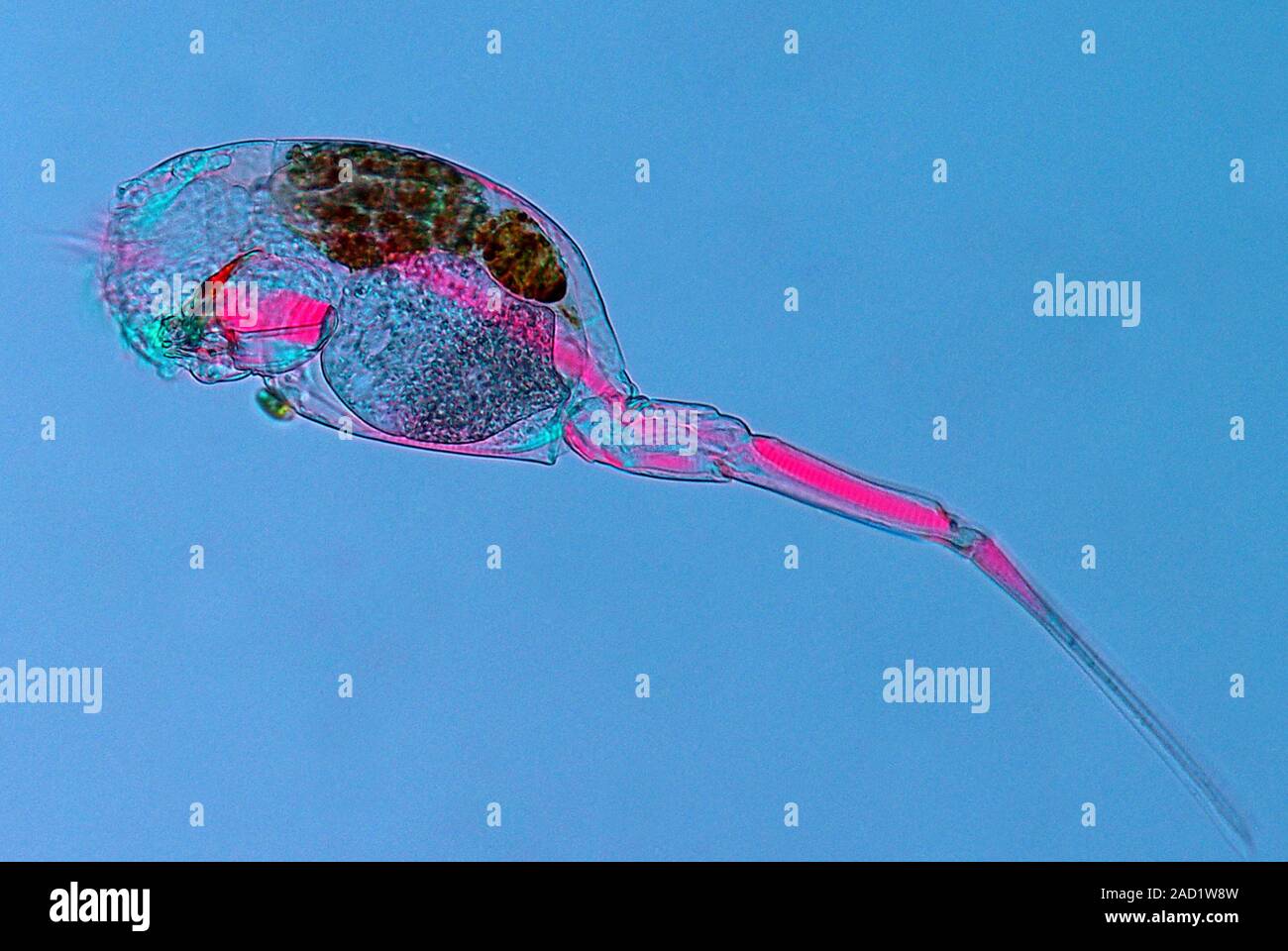 Monommata rotifer. Polarised light micrograph of a Monommata sp ...