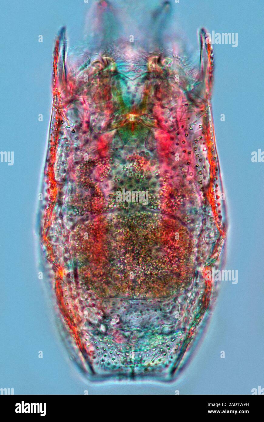 Keratella rotifer. Polarised light micrograph of a Keratella sp ...