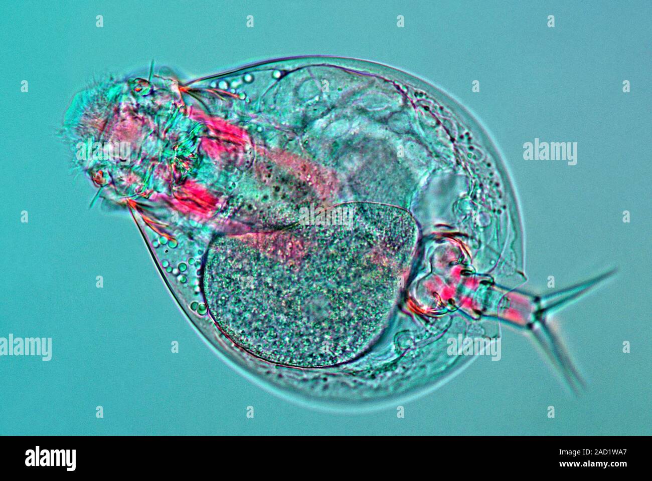 Lepadella rotifer. Polarised light micrograph of a Lepadella sp ...
