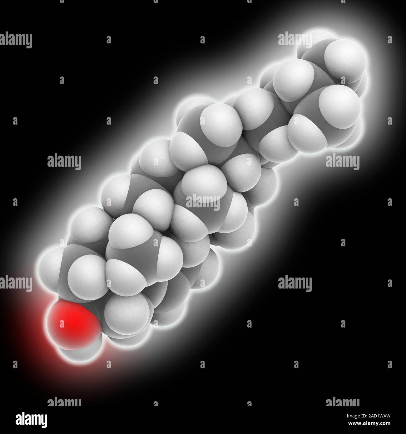Cholesterol. Molecular model of the sterol known as cholesterol (C27 ...