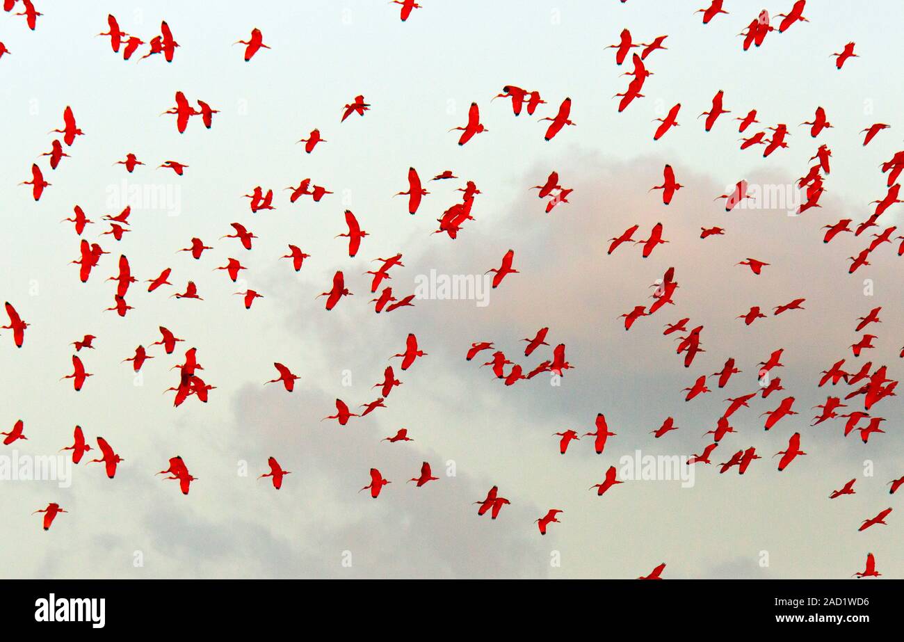 Scarlet ibis (Eudocimus ruber) flock in flight. These large waterbirds ...